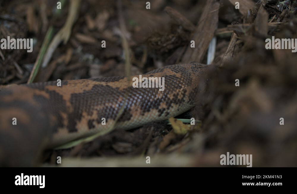 Boa snake Stock Videos & Footage - HD and 4K Video Clips - Alamy