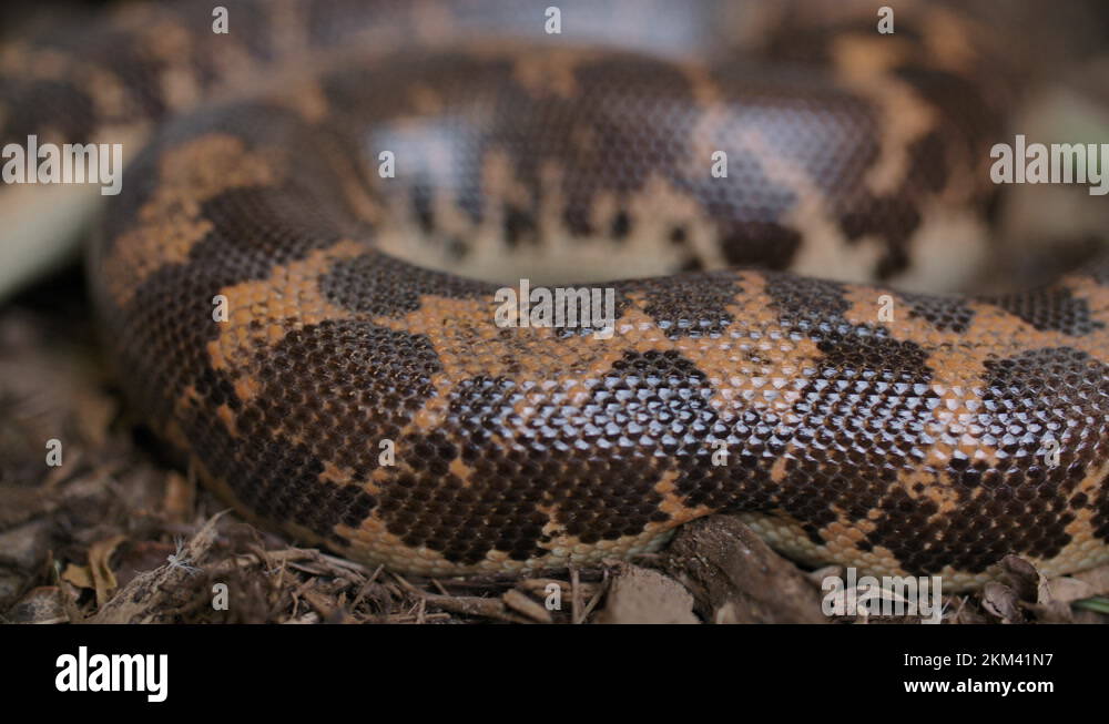 Boa scales Stock Videos & Footage - HD and 4K Video Clips - Alamy