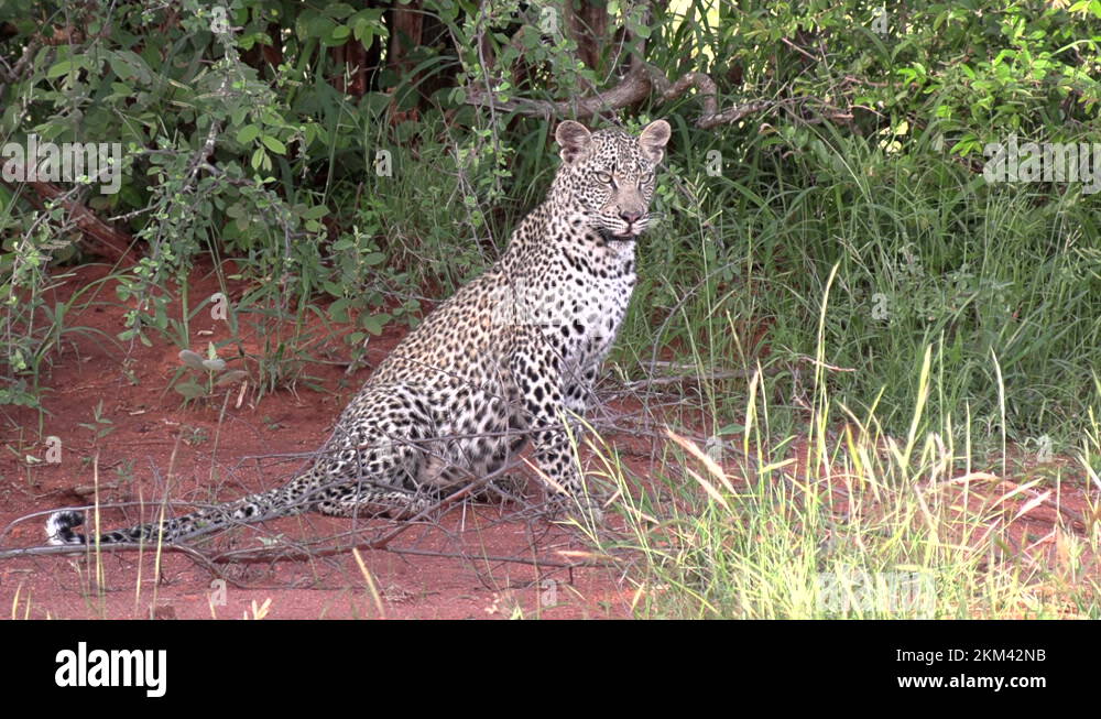 Leopard side view Stock Videos & Footage - HD and 4K Video Clips - Alamy