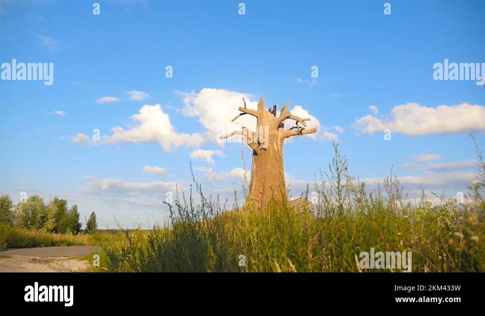 Dried oak Stock Videos & Footage - HD and 4K Video Clips - Alamy