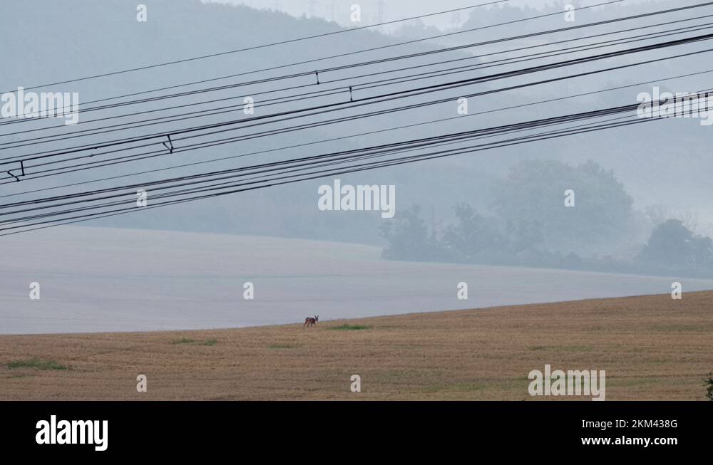 Field under power lines Stock Videos & Footage - HD and 4K Video Clips ...