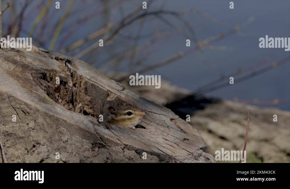 Chipmunk mammal cute animal Stock Videos & Footage - HD and 4K Video ...