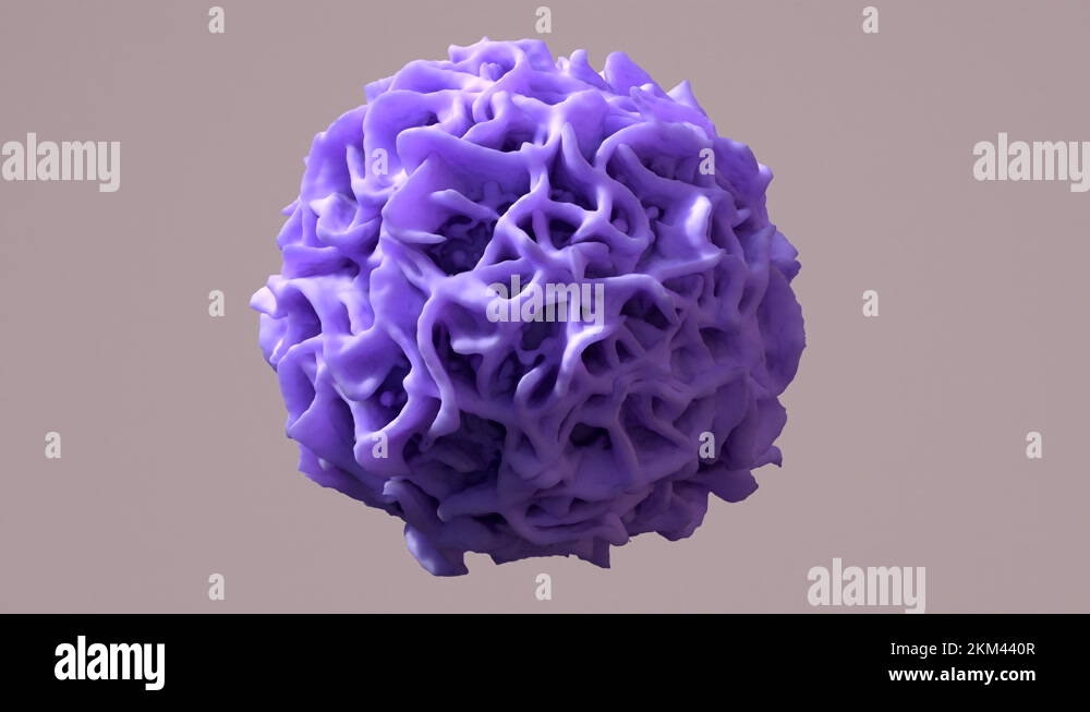 Macrophage devouring a cancer cell, immune cells capable of physically ...