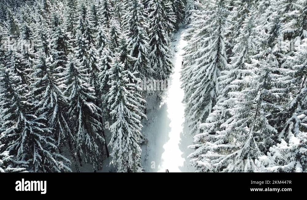 Dog sledding in forest, aerial top down opening view Stock Video ...