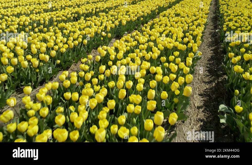 Dutch field Stock Videos & Footage - HD and 4K Video Clips - Alamy