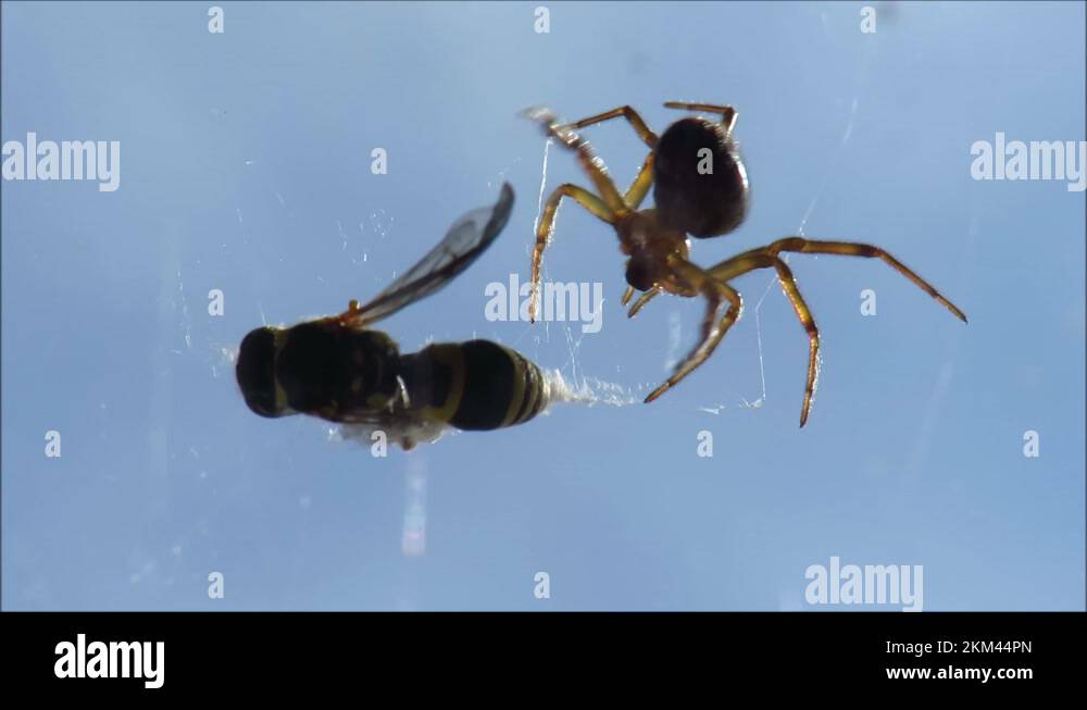 How to wrap Stock Videos & Footage - HD and 4K Video Clips - Alamy