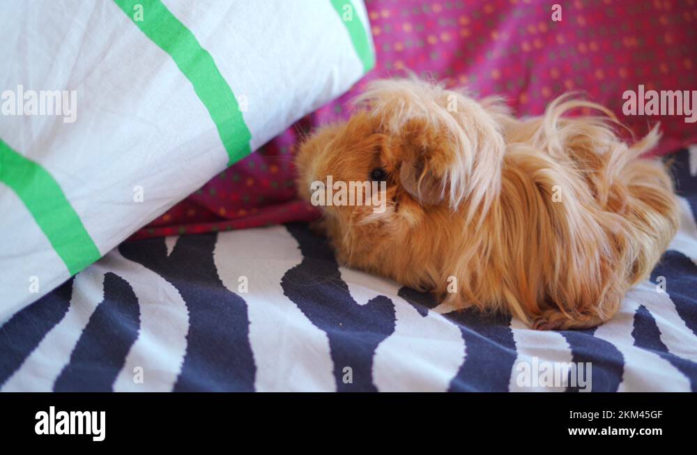 Long haired guinea Stock Videos & Footage - HD and 4K Video Clips - Alamy Long haired guinea Stock Videos & Footage - HD and 4K Video Clips - Alamy