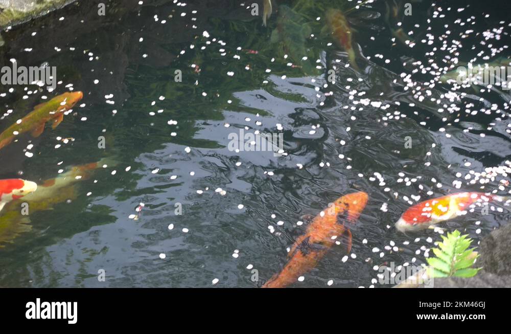 Pan tilt your fish Stock Videos & Footage - HD and 4K Video Clips - Alamy