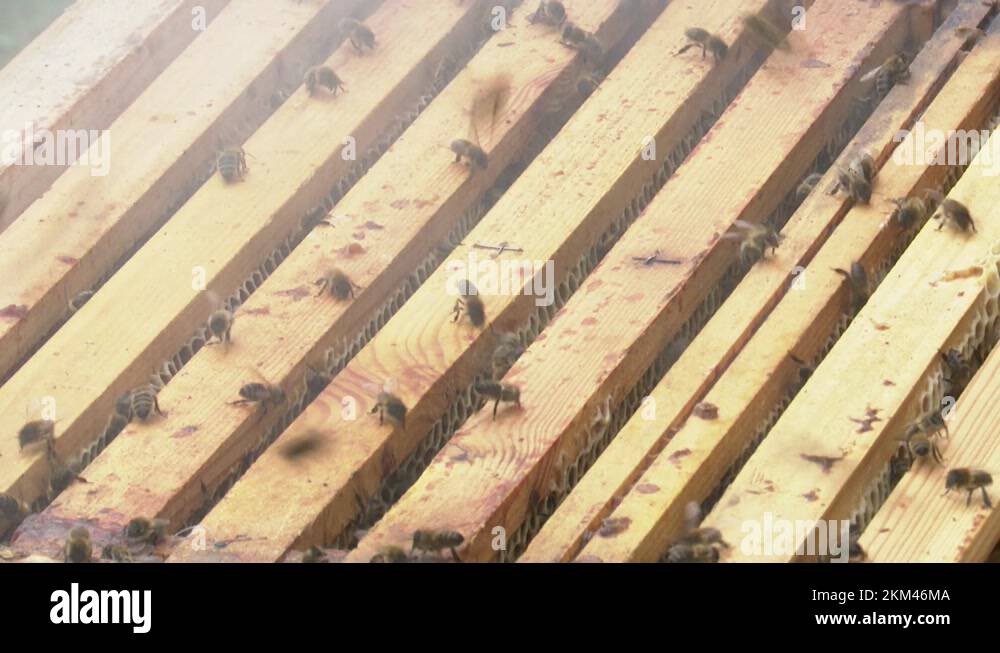 Smoke from a gun Stock Videos & Footage - HD and 4K Video Clips - Alamy