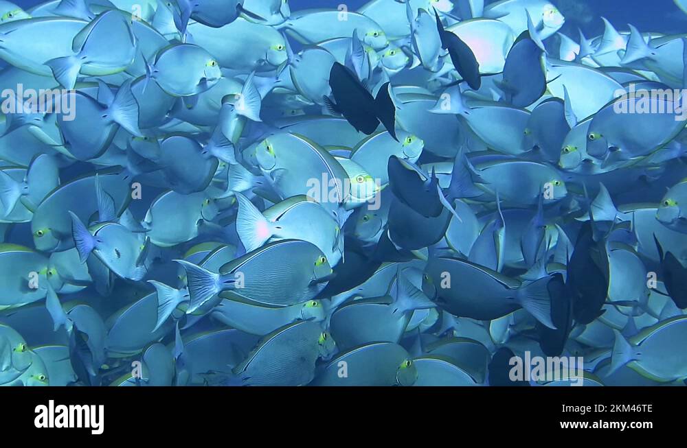 Blue surgeon fish Stock Videos & Footage - HD and 4K Video Clips - Alamy