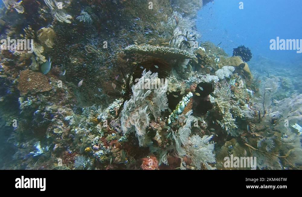 Underwater pinnacle Stock Videos & Footage - HD and 4K Video Clips - Alamy