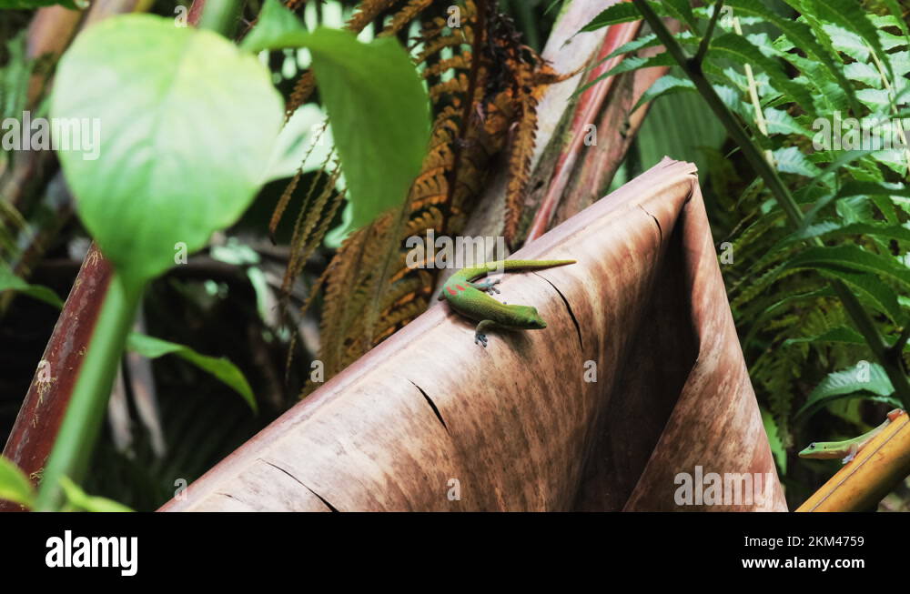 Geckos in the rainforest Stock Videos & Footage - HD and 4K Video Clips ...