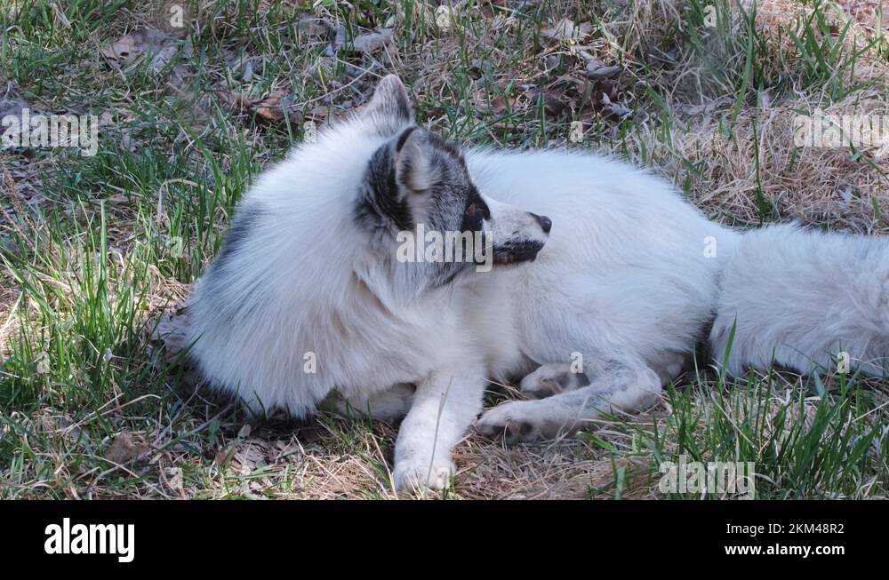 North american fox Stock Videos & Footage - HD and 4K Video Clips - Alamy