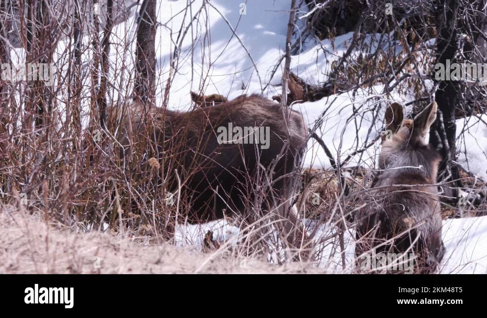 Two boreal yearling moose calves eat tasty spring willows in snow Stock ...