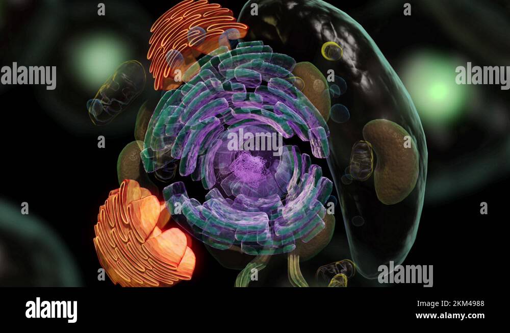 Animal cell structure Stock Videos & Footage - HD and 4K Video Clips ...