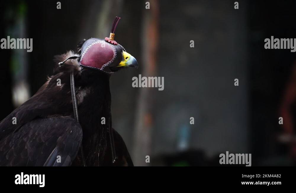 Black eagle in hood resting, bird of prey trained for falconry close up ...