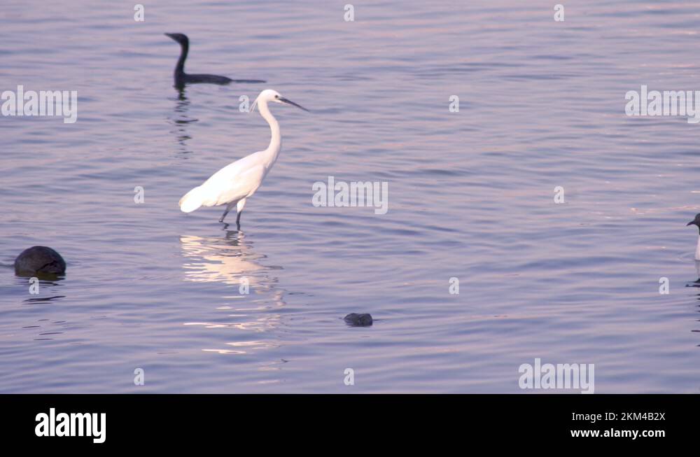 Beautiful cattle egret Stock Videos & Footage - HD and 4K Video Clips ...