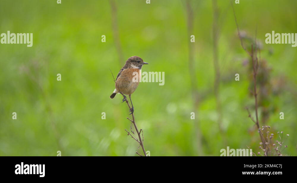 Pretty robin Stock Videos & Footage - HD and 4K Video Clips - Alamy