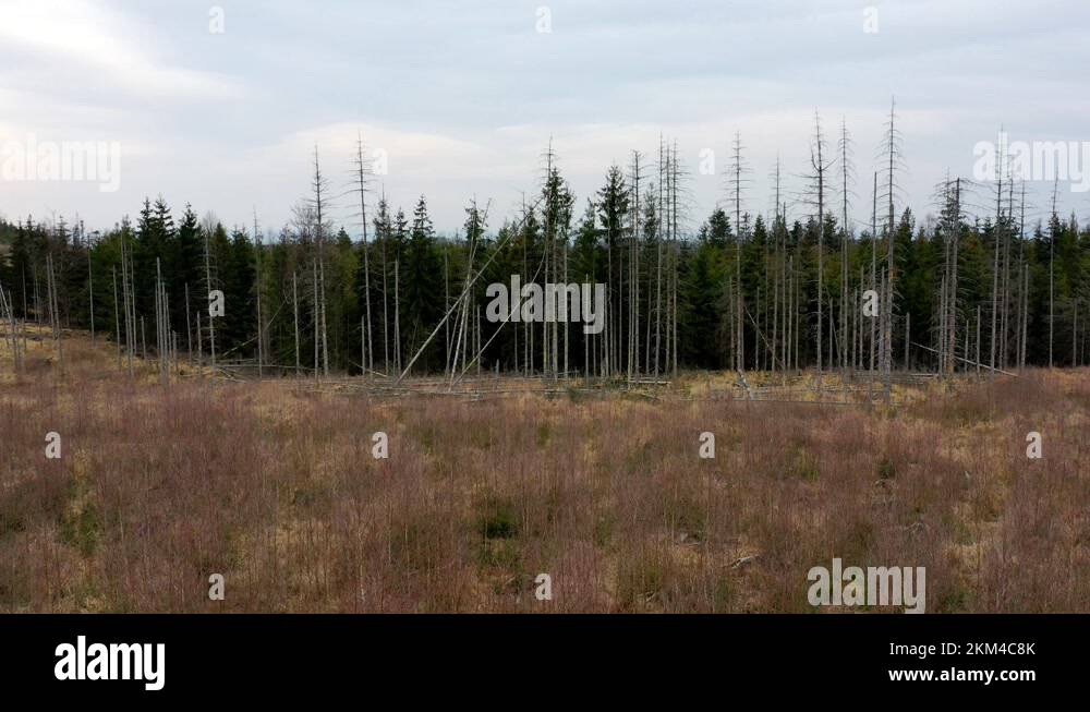 Wood aerial bark beetle drone pest Ips typographus dead spruce tree ...