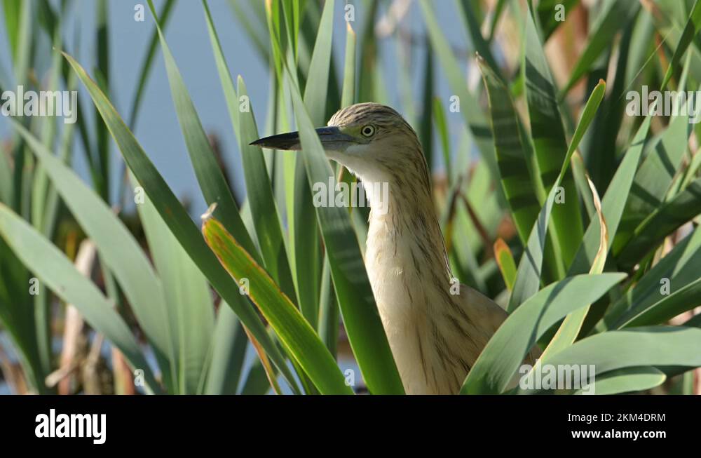 Headshot bird Stock Videos & Footage - HD and 4K Video Clips - Alamy
