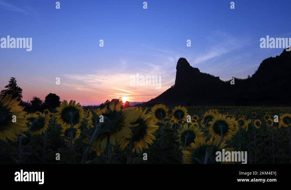 Valley of the sunflower Stock Videos & Footage - HD and 4K Video Clips ...