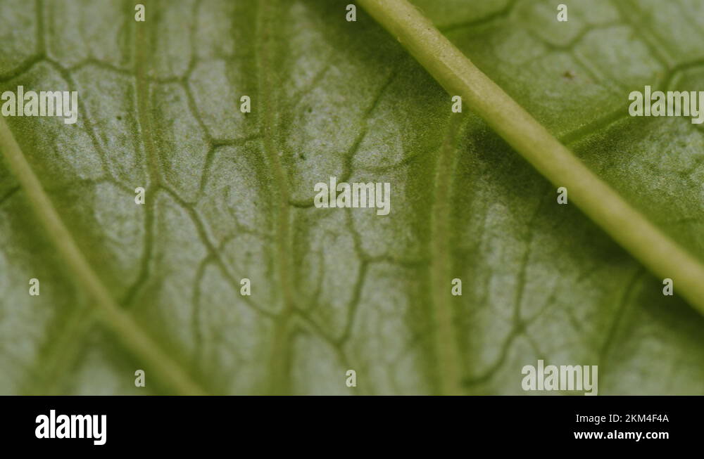 Cell Structure View of Leaf Surface Showing Plant Cells For Education ...
