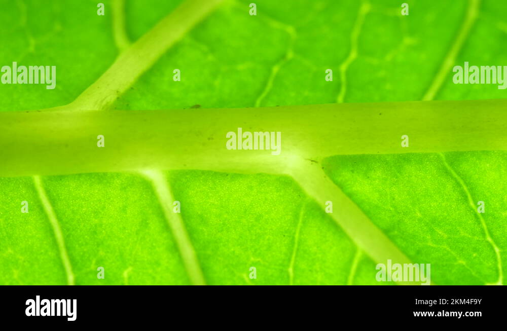 Cell Structure View of Leaf Surface Showing Plant Cells For Education ...