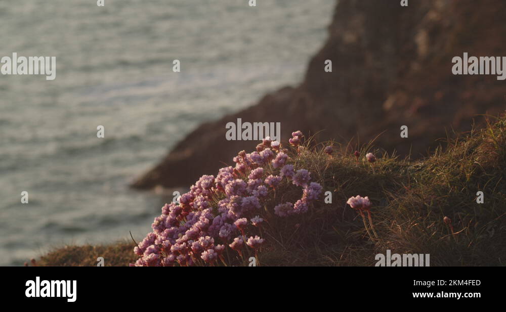 Cornish flowers Stock Videos & Footage - HD and 4K Video Clips - Alamy