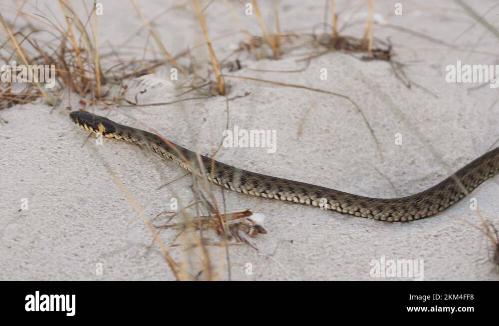 Desert snake Stock Videos & Footage - HD and 4K Video Clips - Alamy