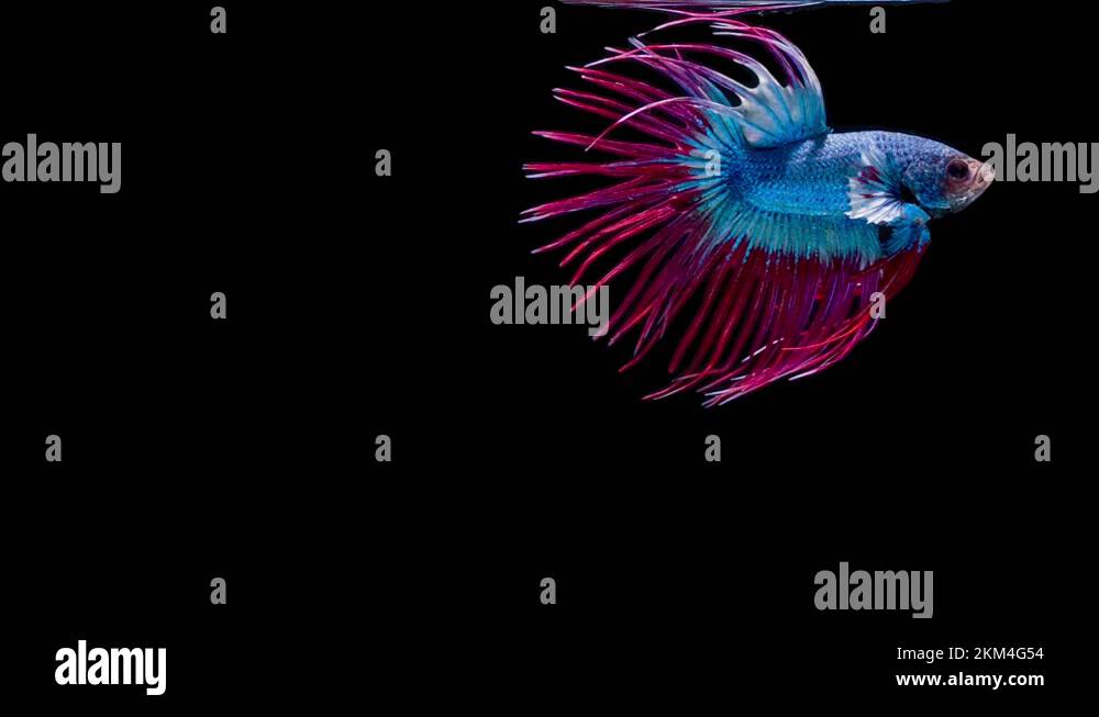 Siamese fighting fish betta splendens Stock Videos & Footage - HD and ...