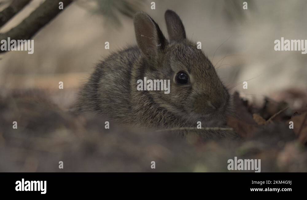 Bunny a young rabbit Stock Videos & Footage - HD and 4K Video Clips - Alamy