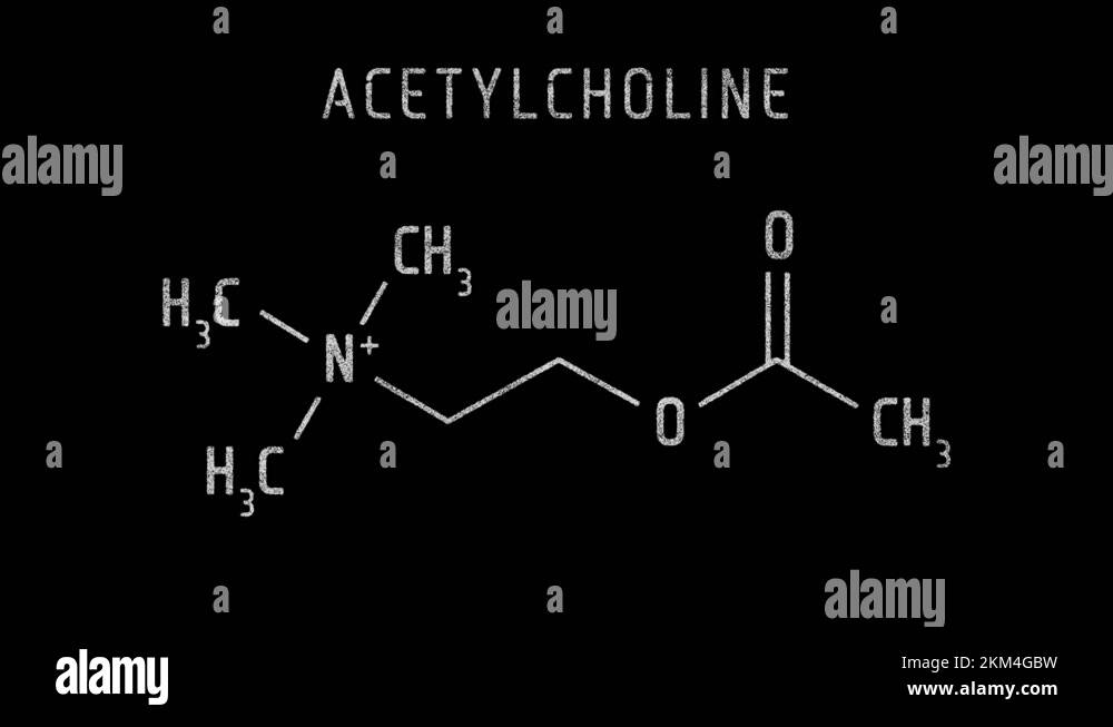 Acetylcholine or ACh Molecular Structure Symbol Sketch or Drawing ...