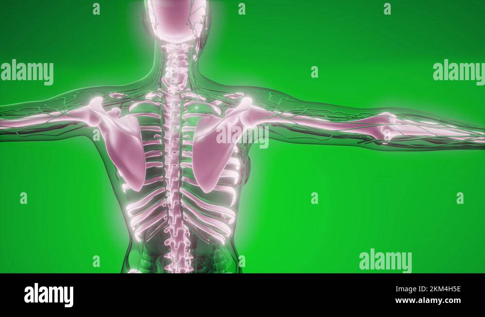 Transparent Human Body with Visible Bones Stock Video Footage - Alamy