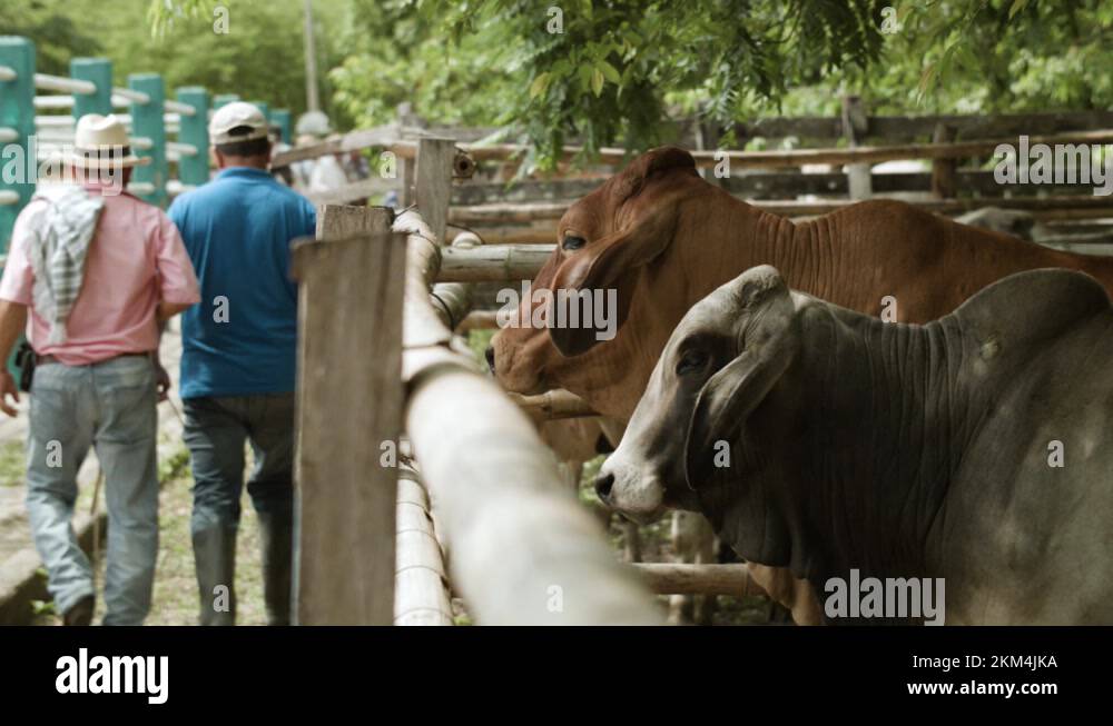 Cattle farm colombia Stock Videos & Footage - HD and 4K Video Clips - Alamy