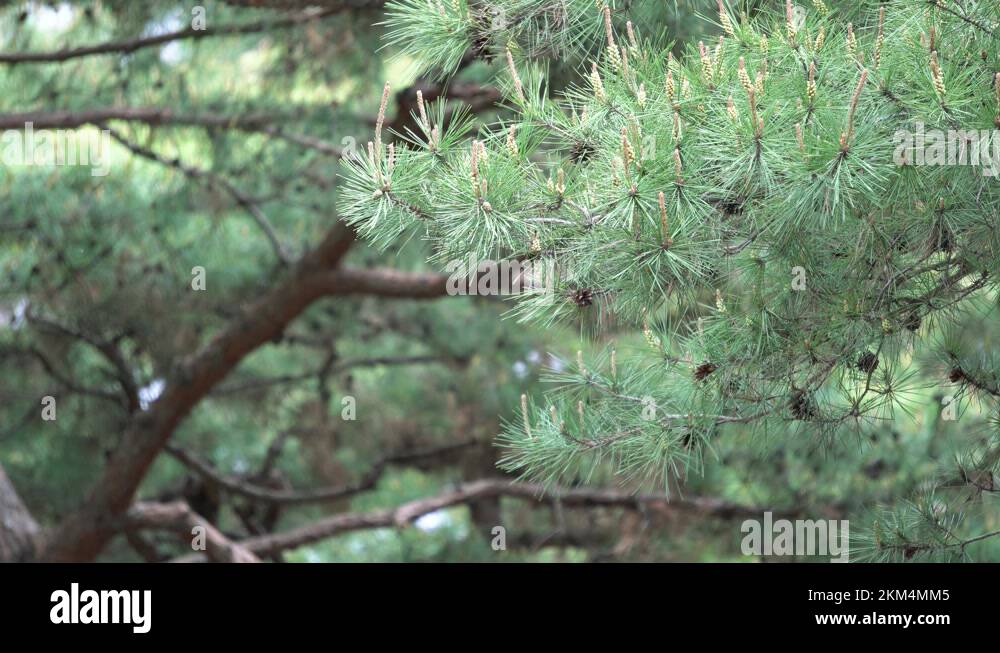 Korean pine trees Stock Videos & Footage - HD and 4K Video Clips - Alamy