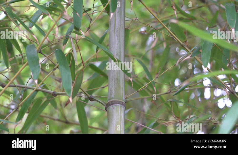 Bamboo Leaves Blowing In The Wind At Namsan Park In Seoul, South Korea ...