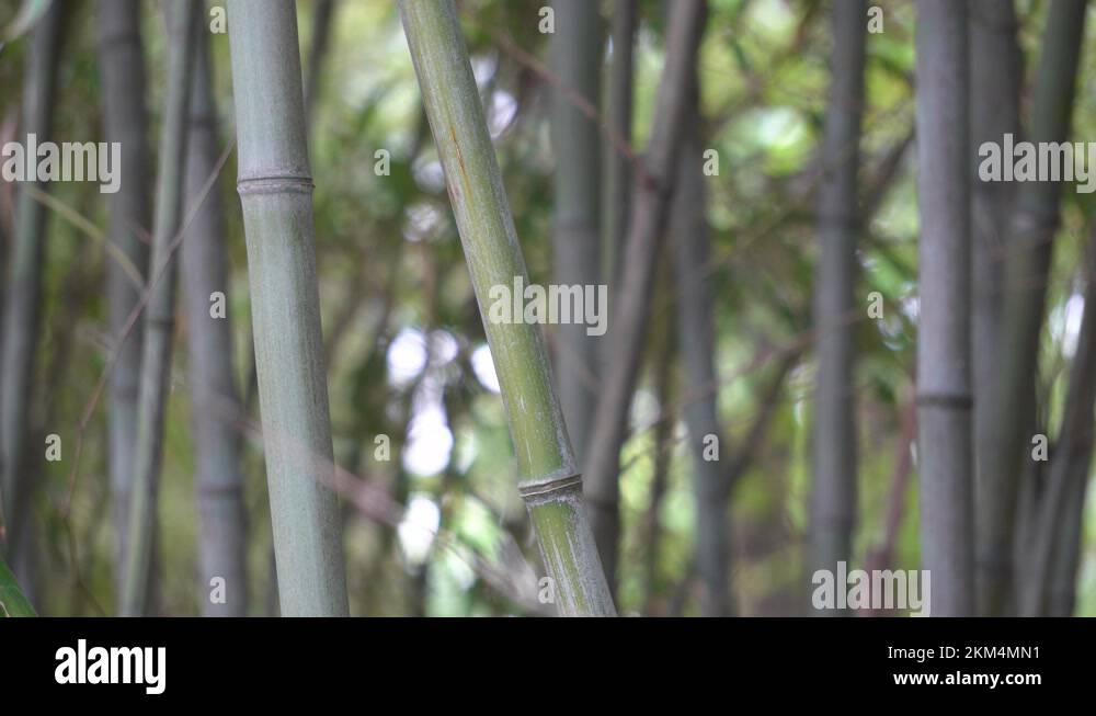 Bamboo tree poles stems At Namsan Park In Seoul, South Korea Stock ...