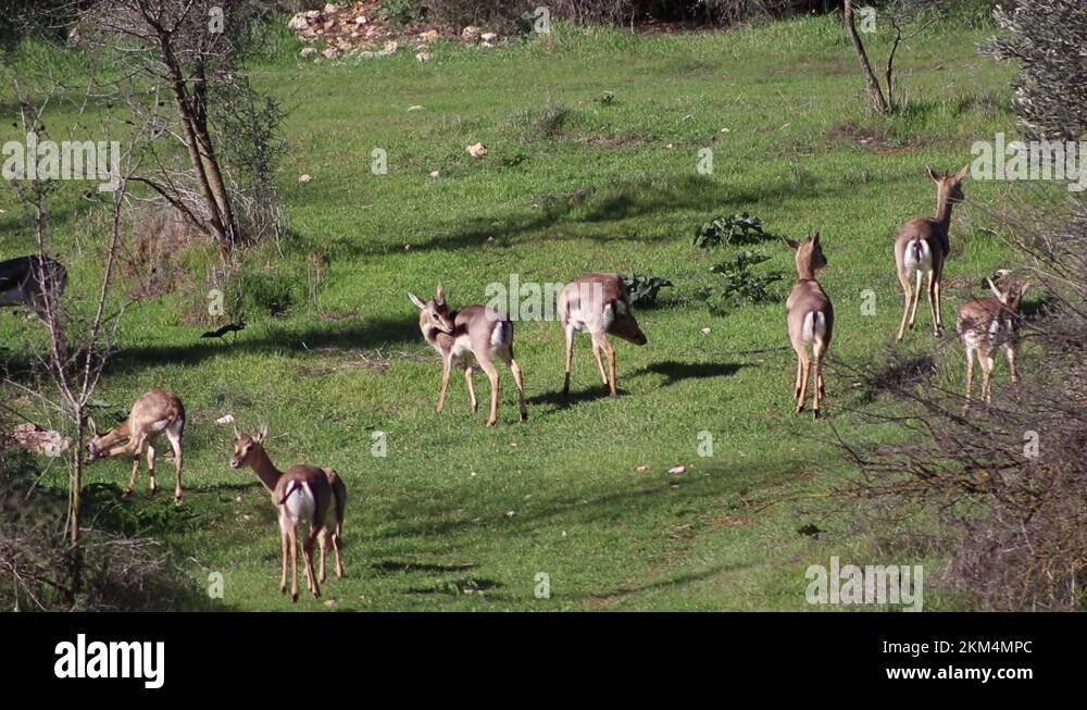 Gazelle arabic Stock Videos & Footage - HD and 4K Video Clips - Alamy