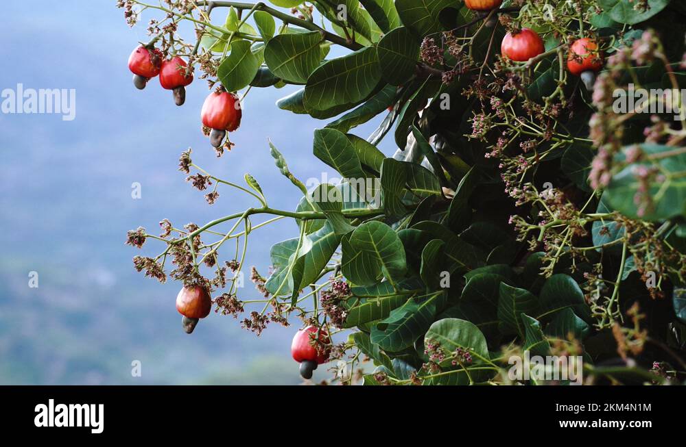 Fruit and inflorescence Stock Videos & Footage - HD and 4K Video Clips ...