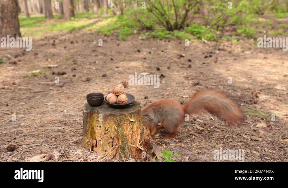 Wild walnuts Stock Videos & Footage - HD and 4K Video Clips - Alamy