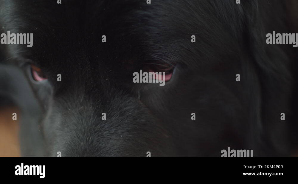 Gentle eyes Stock Videos & Footage - HD and 4K Video Clips - Alamy