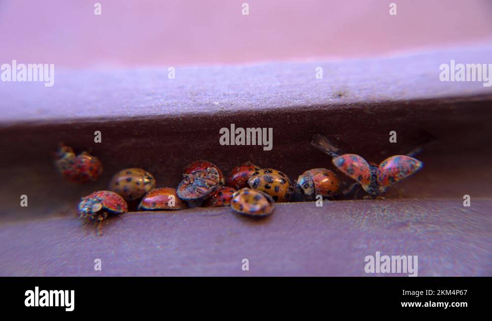 Dusty windowsill Stock Videos & Footage - HD and 4K Video Clips - Alamy