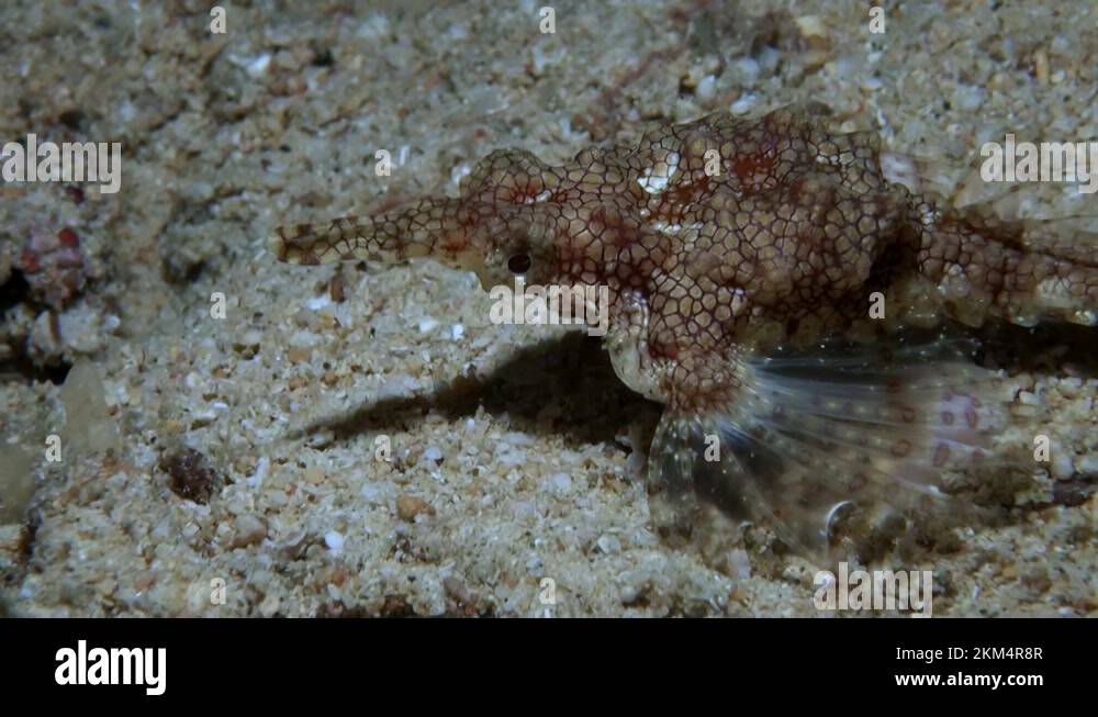 Seamoth or Pegasus Fish (Eurypegasus draconis) - Close Up - Philippines ...