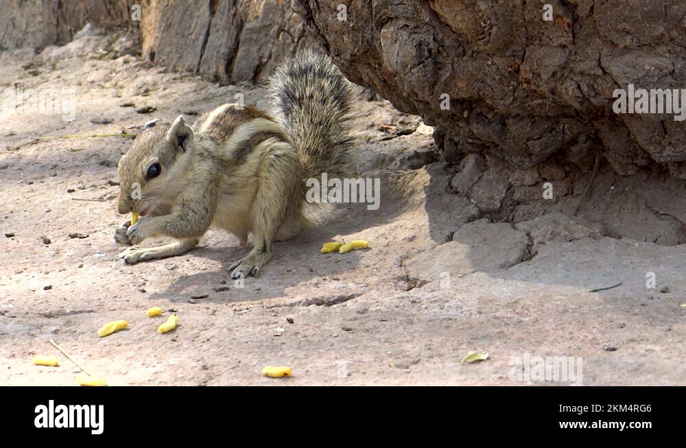 Chipmunks eating Stock Videos & Footage - HD and 4K Video Clips - Alamy