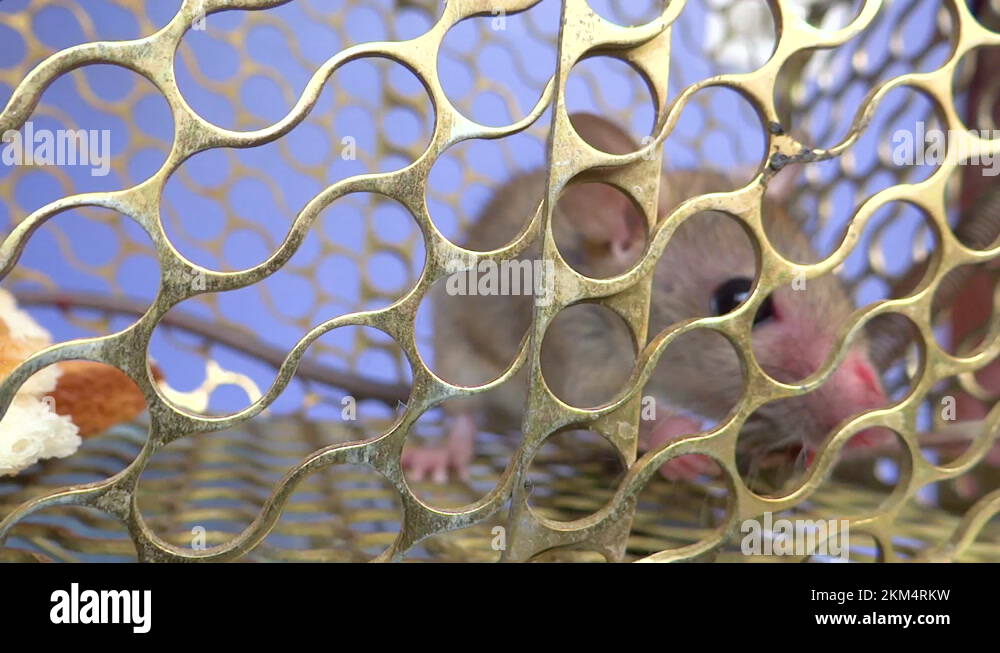 Rat sitting Stock Videos & Footage - HD and 4K Video Clips - Alamy