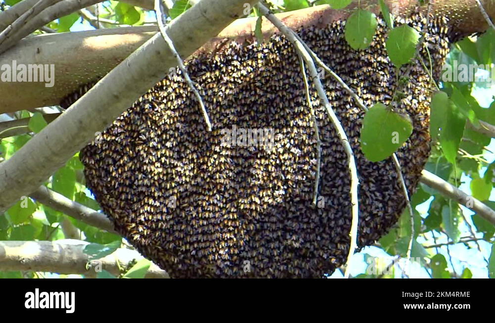 Bee hive tree Stock Videos & Footage - HD and 4K Video Clips - Alamy