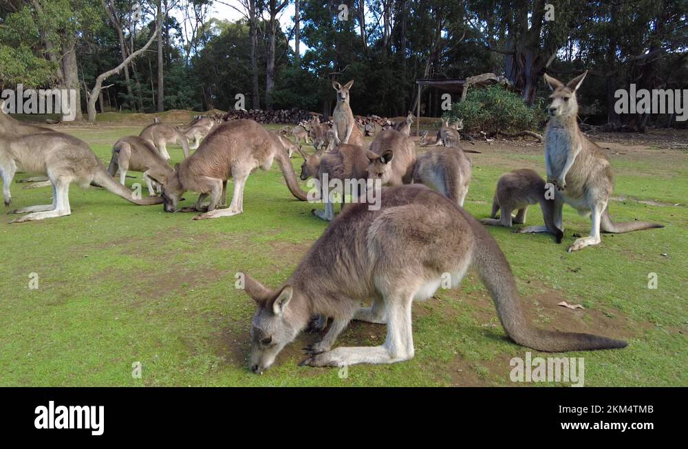 Animal standing up group Stock Videos & Footage - HD and 4K Video Clips ...