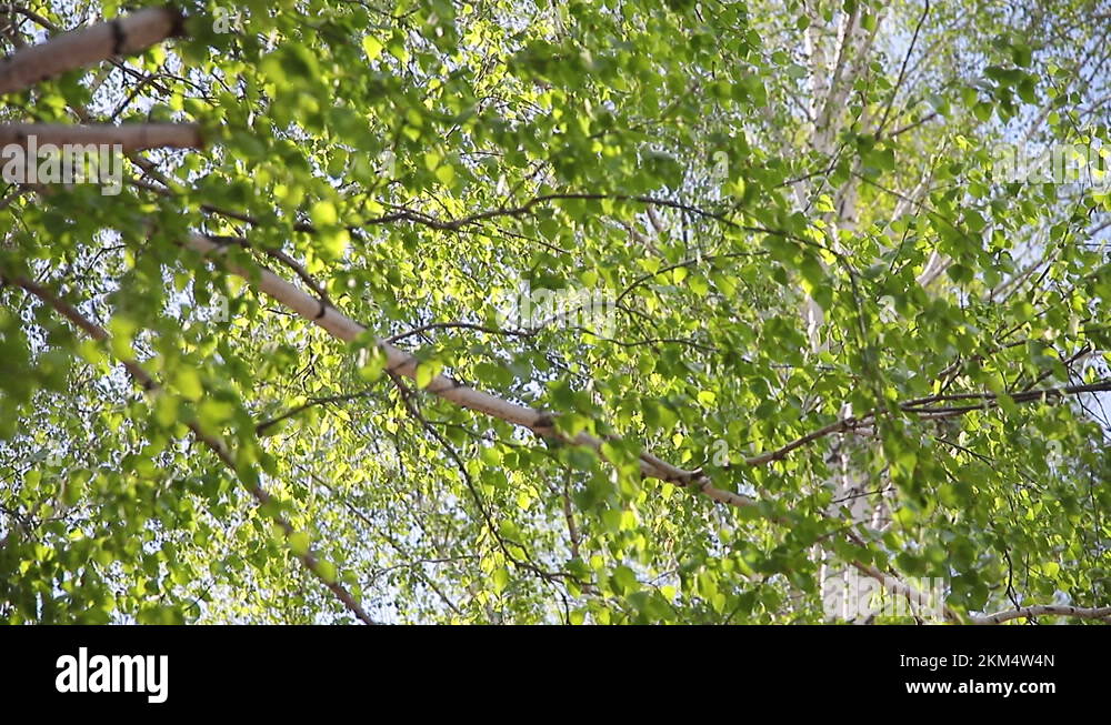 Wind on trees Stock Videos & Footage - HD and 4K Video Clips - Alamy