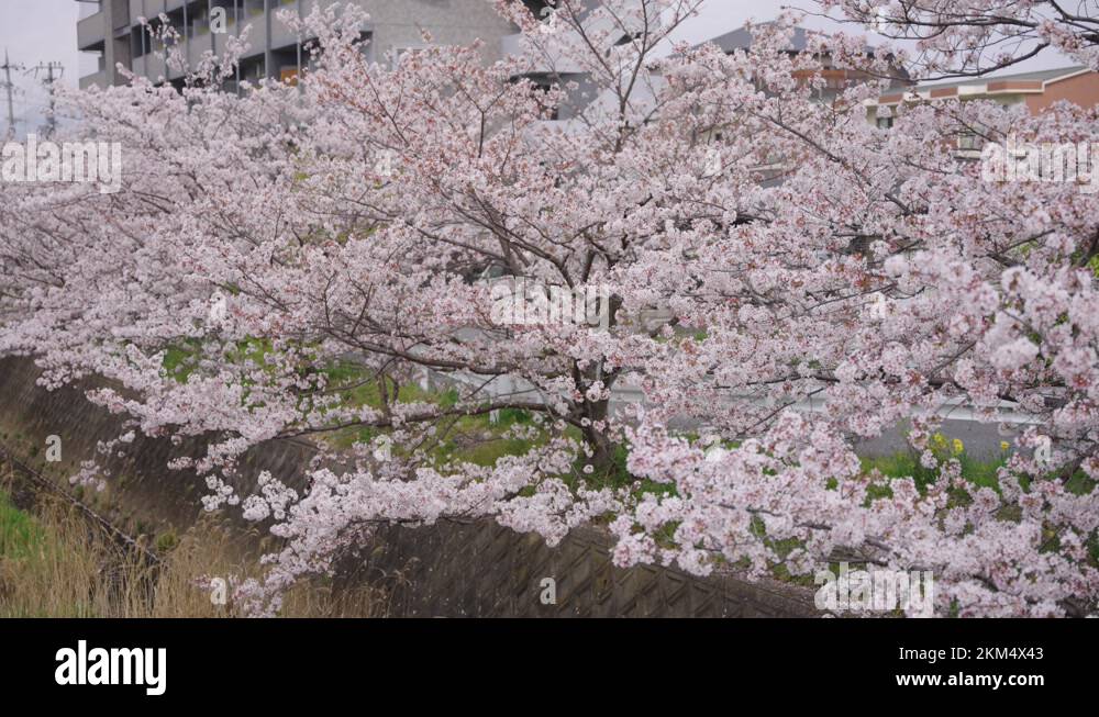 Sakura grove in Japan during Spring blossom season, Seta River, Shiga ...