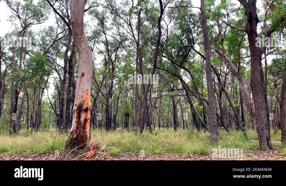 Bark of gum tree Stock Videos & Footage - HD and 4K Video Clips - Alamy